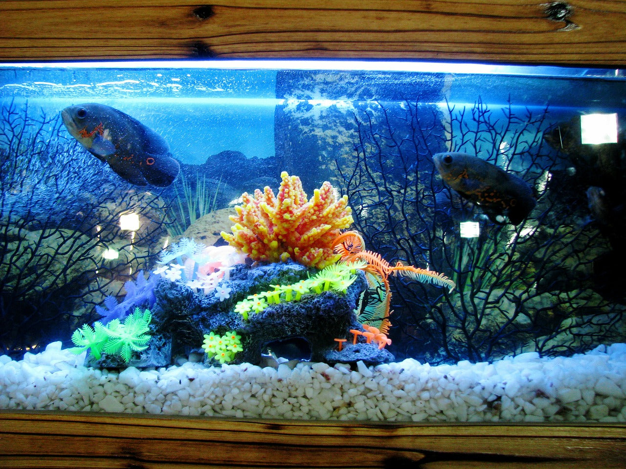 Unique Fish Tank Decorations | TheLAShop – TheLAShop.com